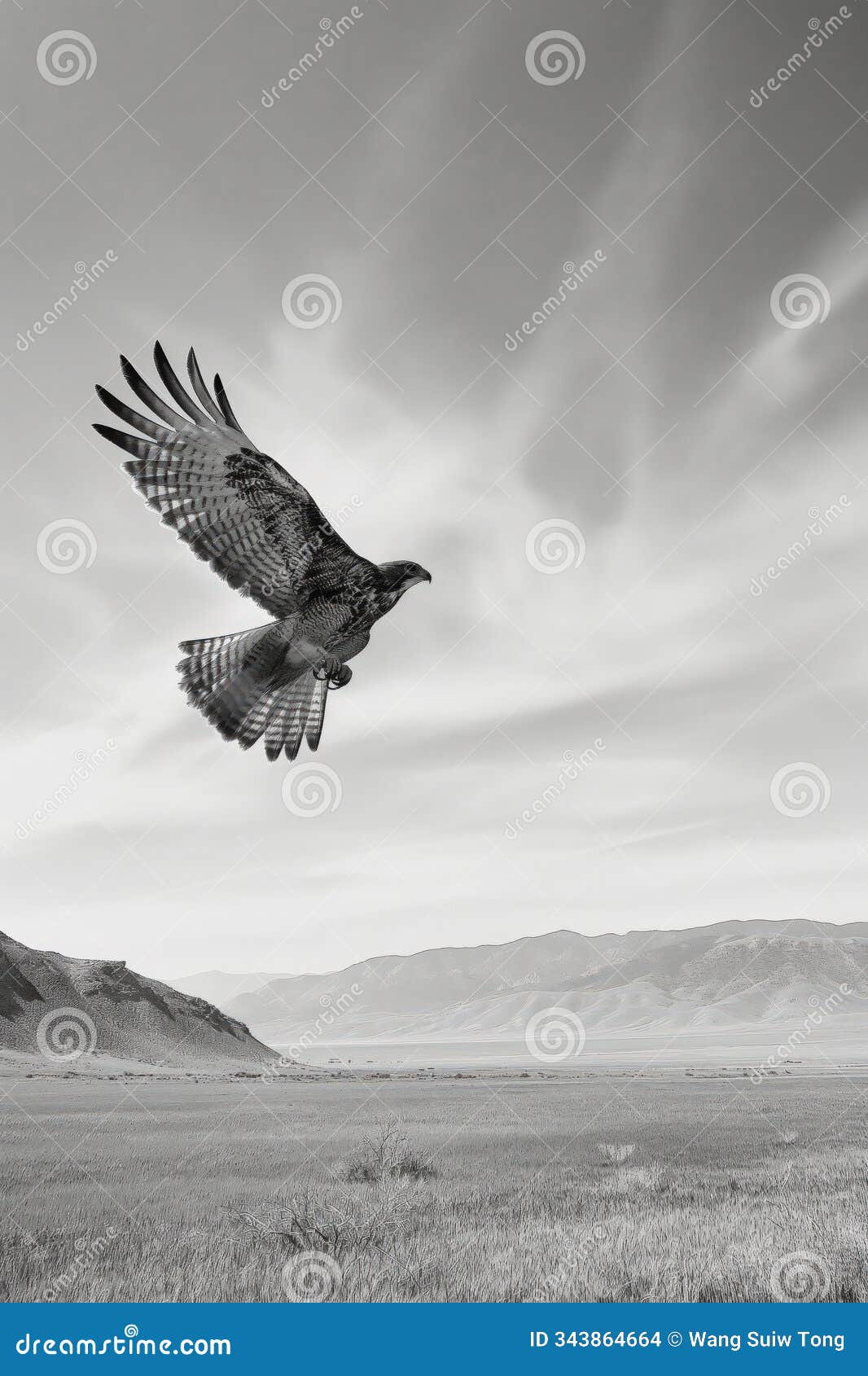 Red-tailed Hawk Soaring Over Grassland Valley Stock Photo - Image of ...