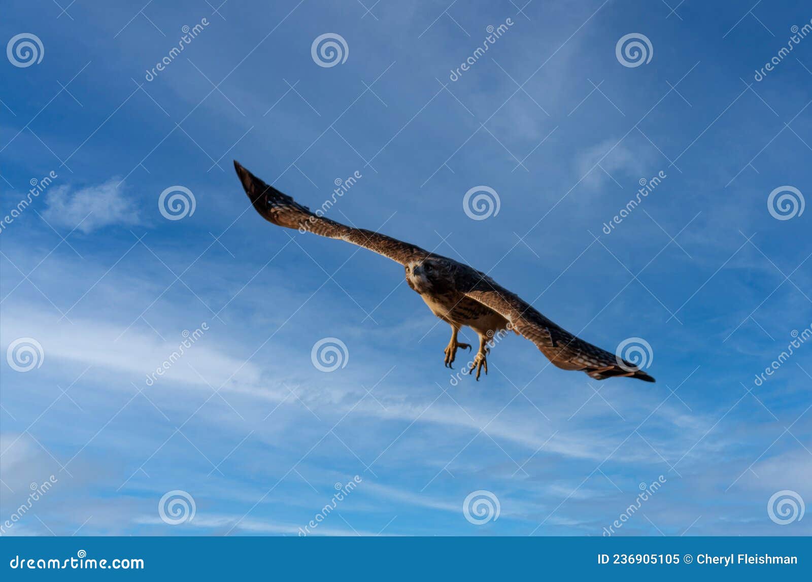Red Tailed Hawk Soaring through Sky Flying Towards Camera Blue Sky with ...