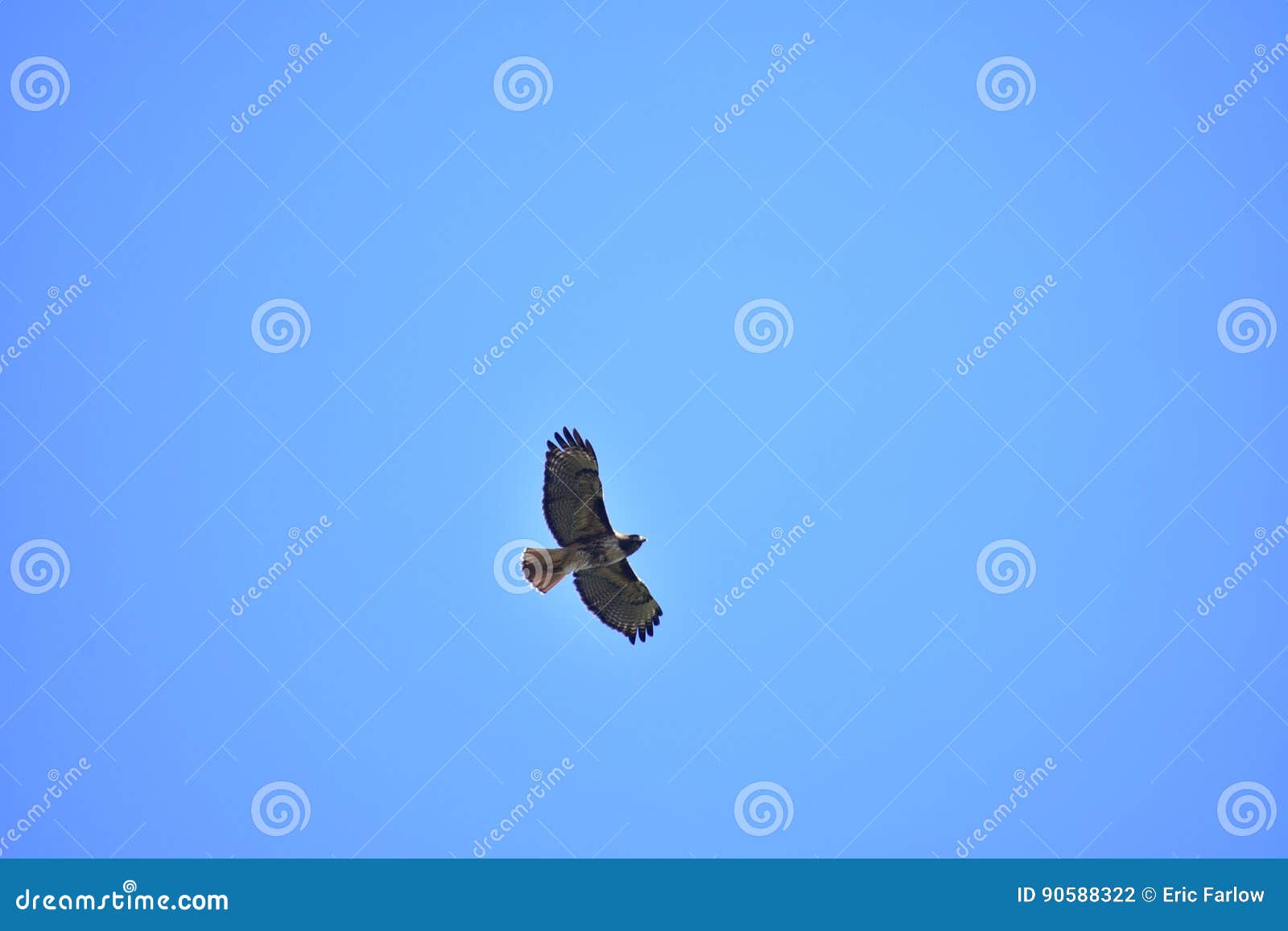 Red Tailed Hawk stock photo. Image of soaring, washington - 90588322
