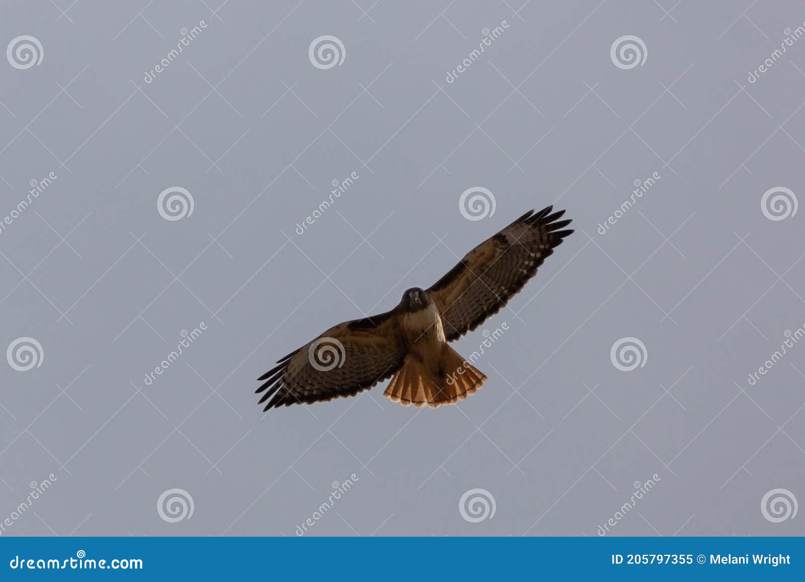 Red Tailed Hawk Looking at the Camera from the Sky Above Stock Image ...