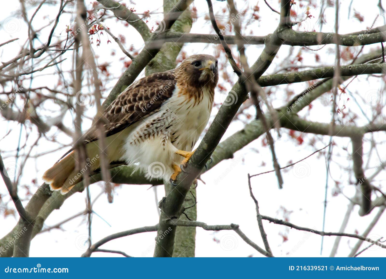 Red-Tailed Hawk Southwestern Ontario Canada Stock Image - Image of ...