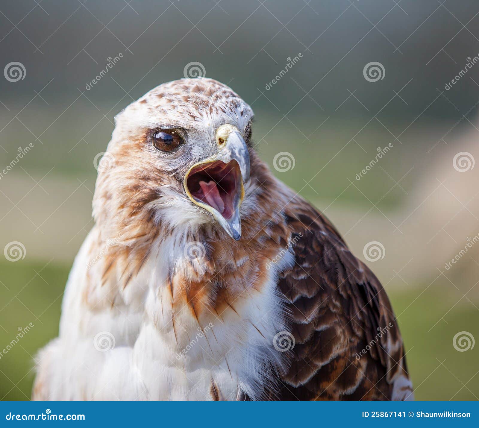Red tailed hawk squawking stock image. Image of predator - 25867141
