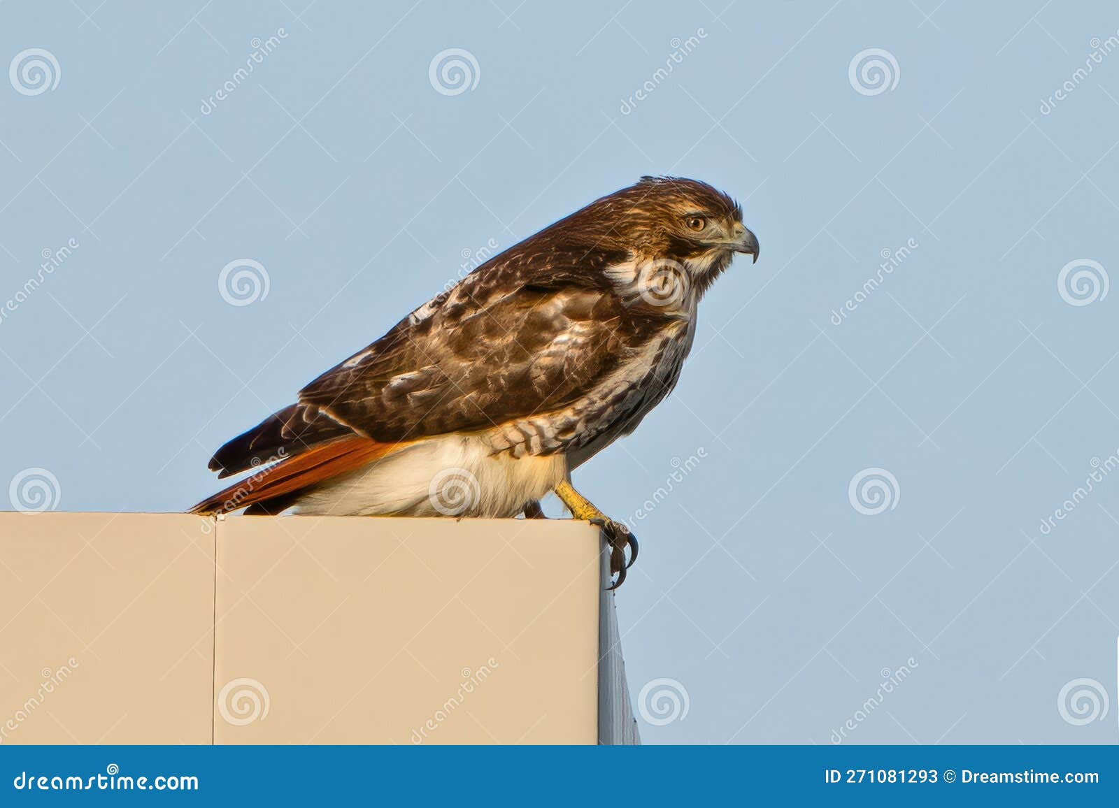 Red-tailed Hawk Standing on a Building Stock Image - Image of nature ...