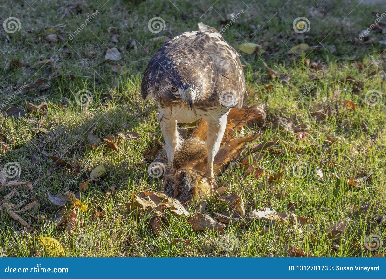 Red Tailed Hawk Standing on Dead Squirrel it is Eating with Claws ...