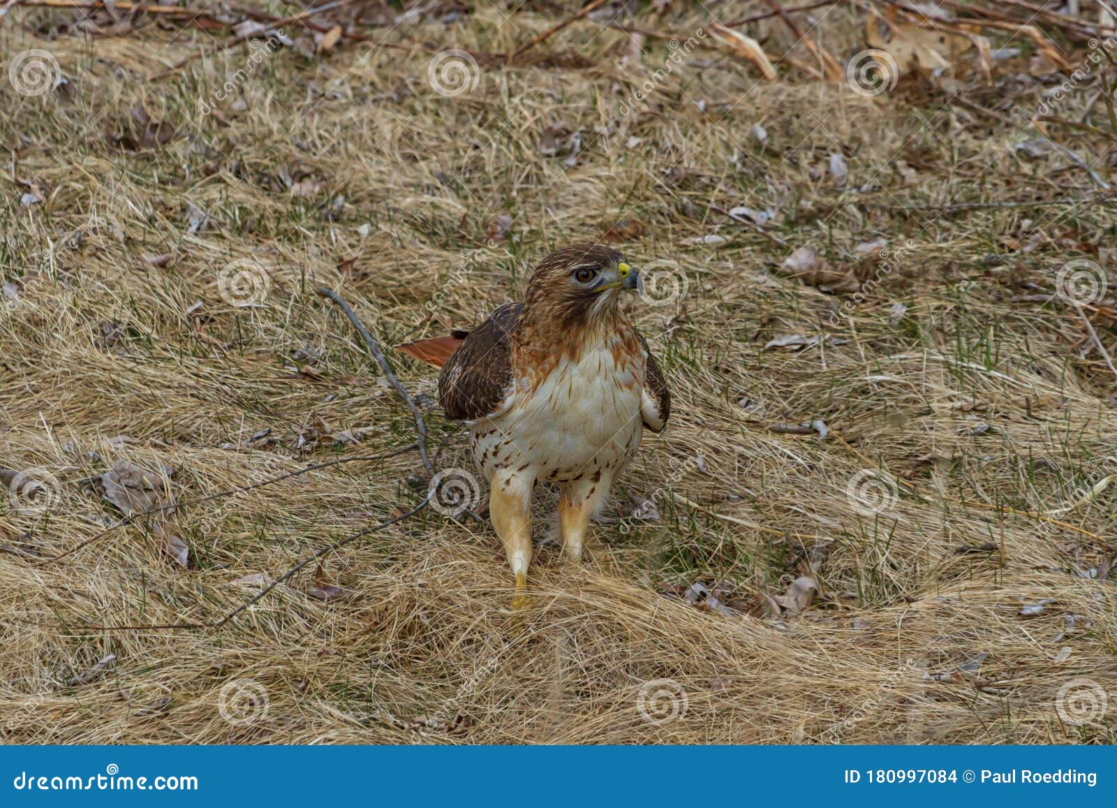 Red-tailed Hawk with a Mouse in Its Talons Stock Photo - Image of hunt ...