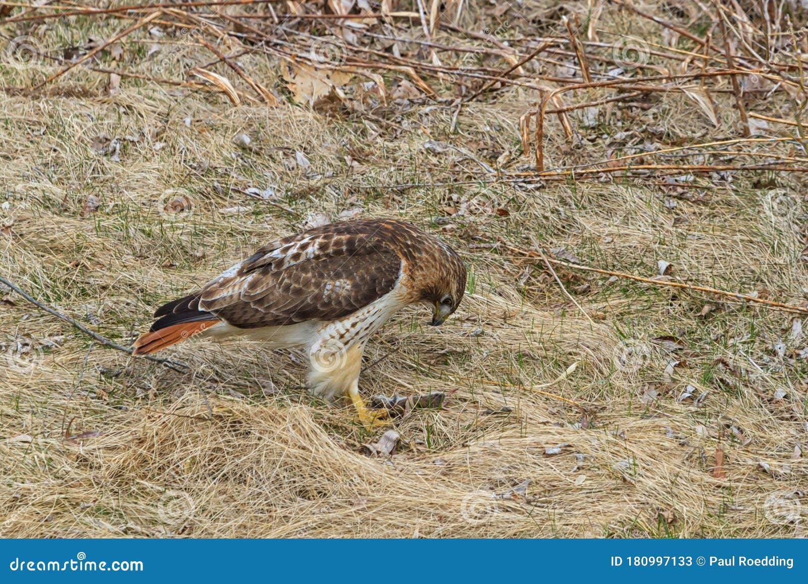 Red-tailed Hawk with a Mouse in Its Talons Stock Image - Image of hunt ...