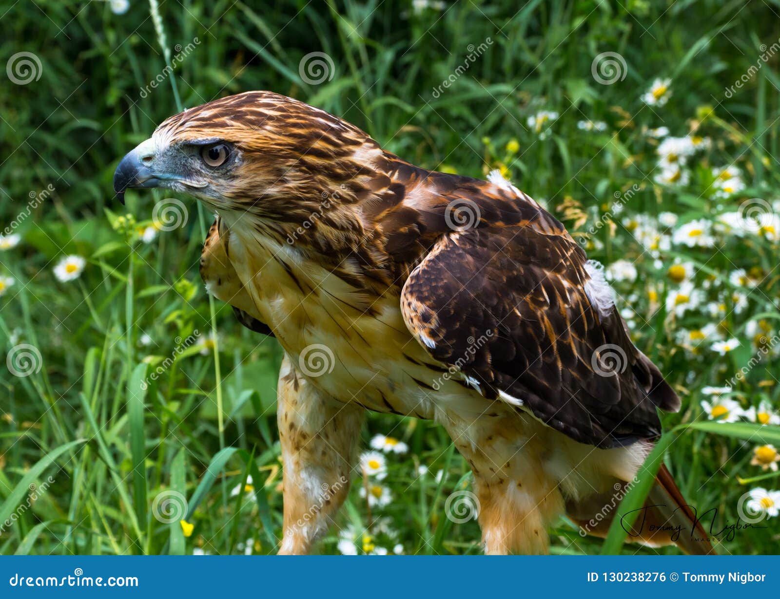 Red Tailed Hawk Standing in Wild Flowers Stock Photo - Image of profile ...