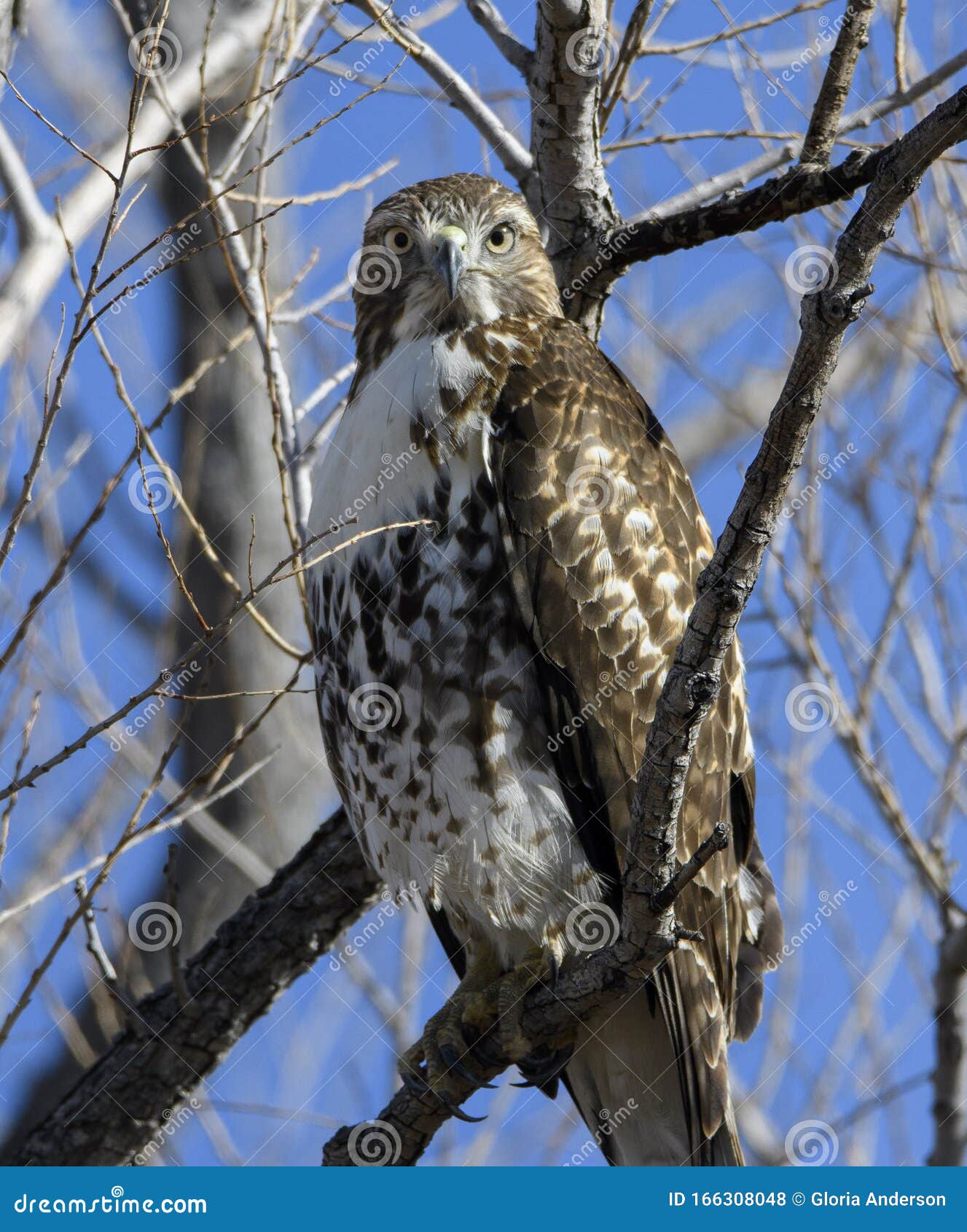 Red tailed hawk stare down stock photo. Image of tail - 166308048
