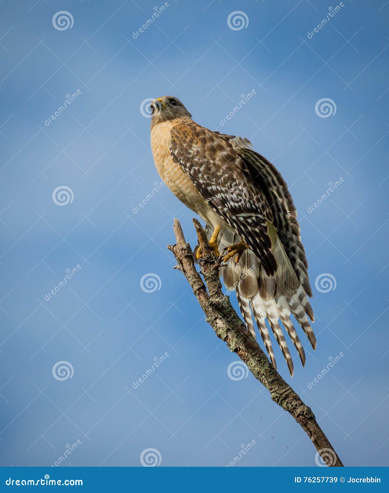Wing Of A Red-tailed Hawk Stock Photo | CartoonDealer.com #229118082