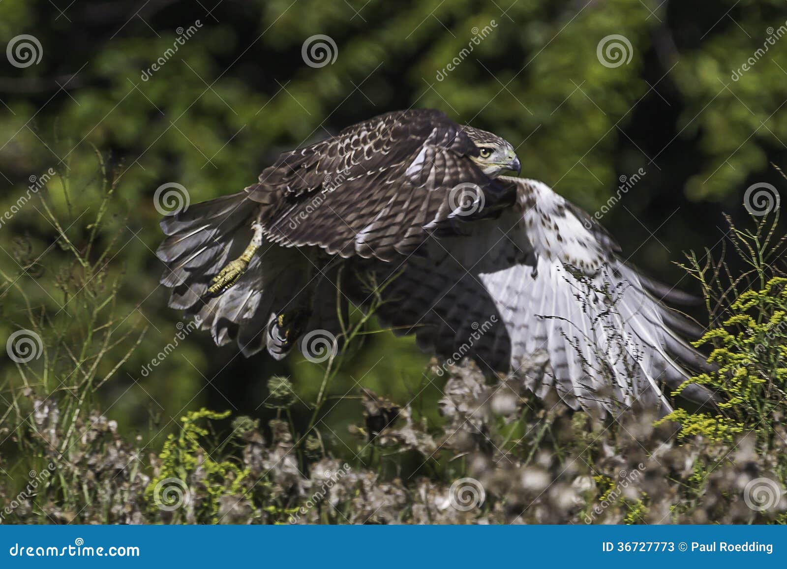 Red-tailed Hawk stock image. Image of hawk, flight, prey - 36727773