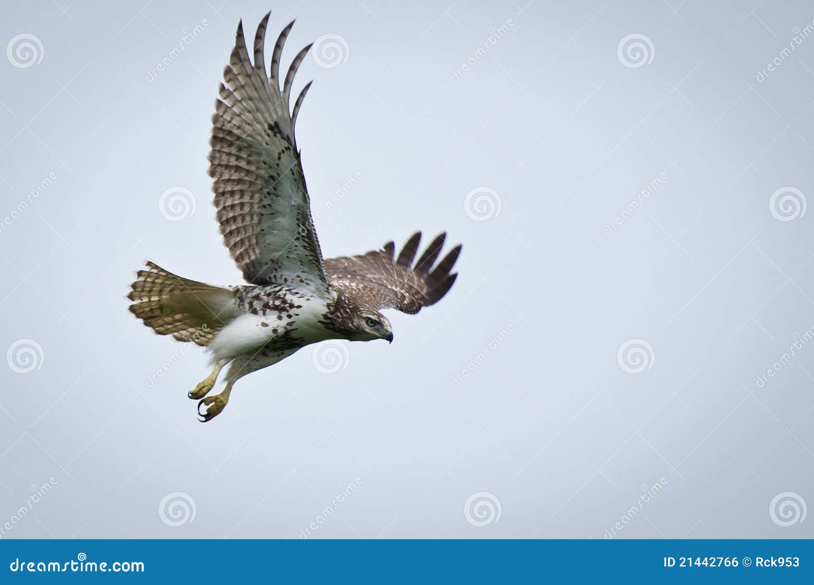 Red Tailed Hawk Taking Flight Stock Photo - Image of reddish, america ...