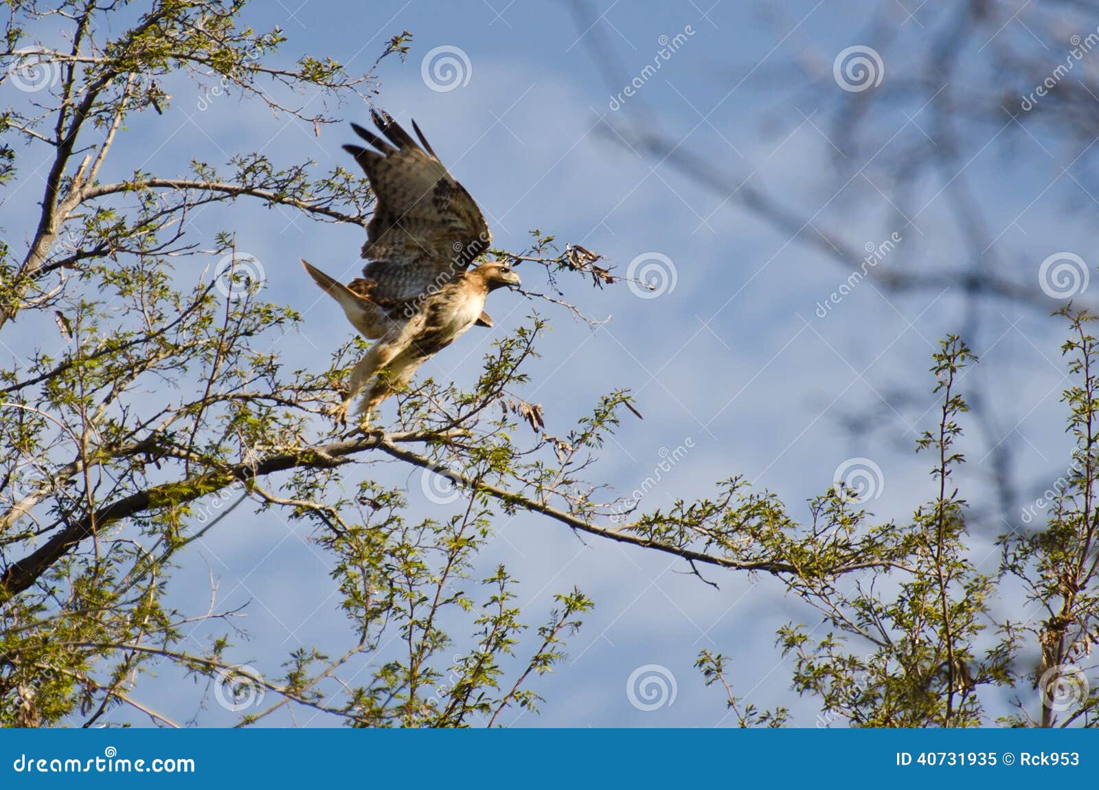Red-Tailed Hawk Taking Flight Stock Image - Image of north, band: 40731935