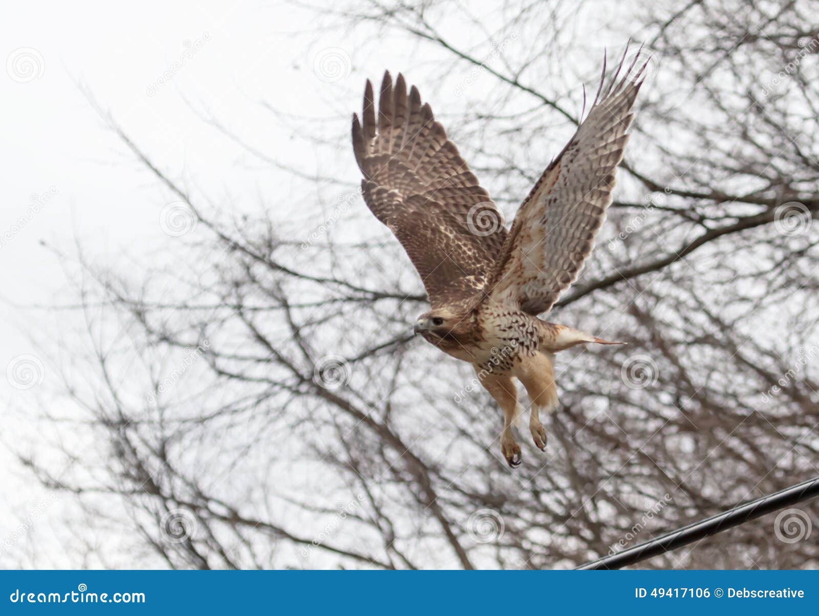 Red Tailed Hawk Taking Flight Stock Photo - Image of large, perched ...