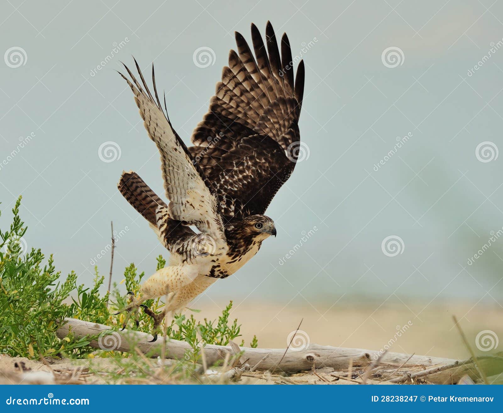 Red-Tailed Hawk is Taking Off Stock Image - Image of talon, raptor ...