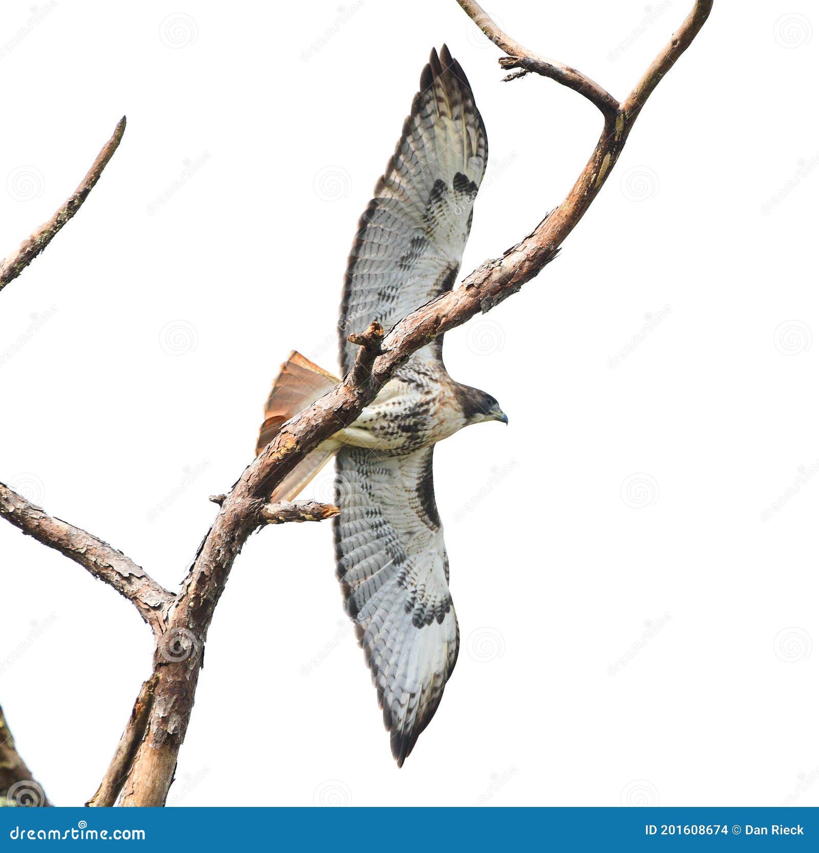 Red tailed hawk taking off stock photo. Image of taking - 201608674