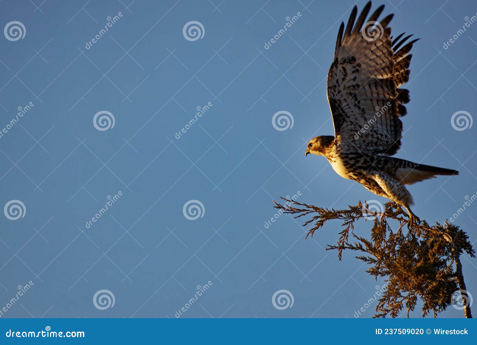 Taking off for the hunt stock photo. Image of hunting - 237509020