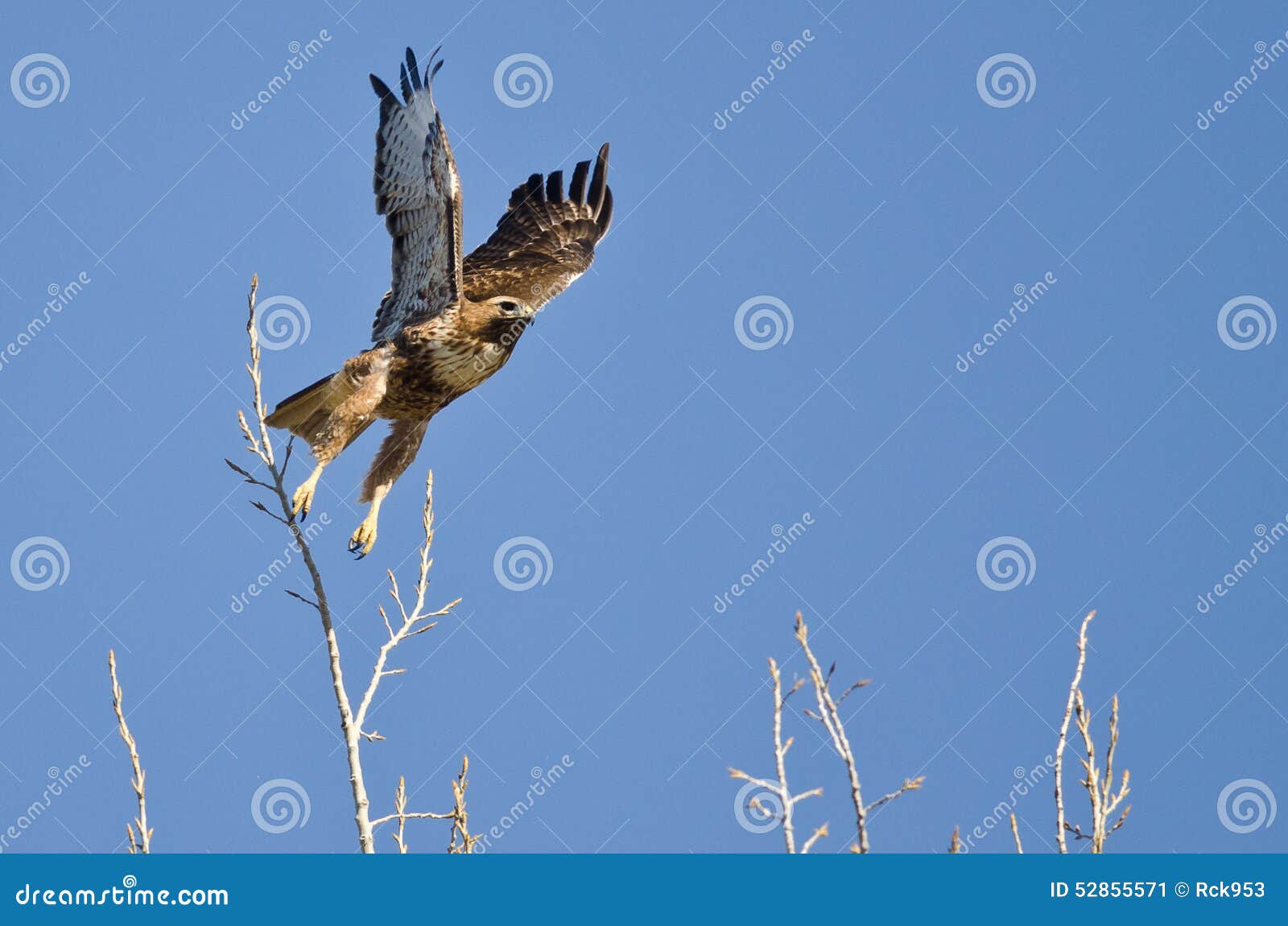 Red-Tailed Hawk Taking Off from the Tree Tops Stock Image - Image of ...