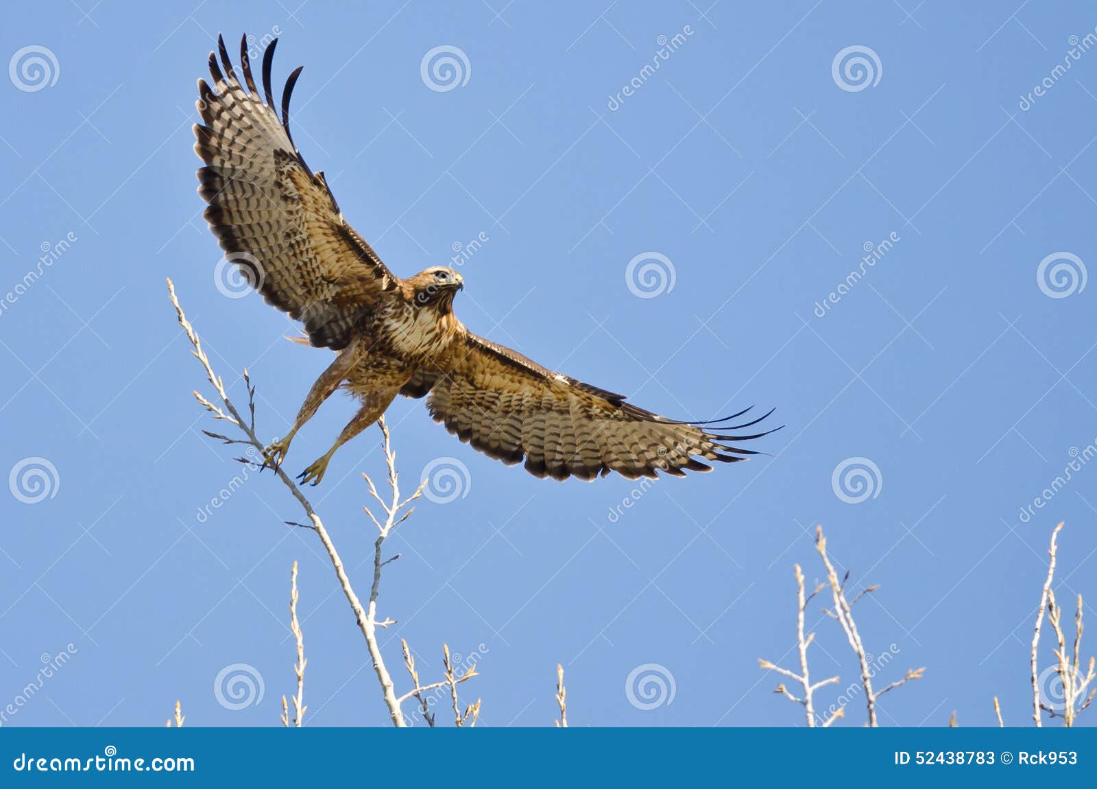 Red-Tailed Hawk Taking Off from the Tree Tops Stock Image - Image of ...