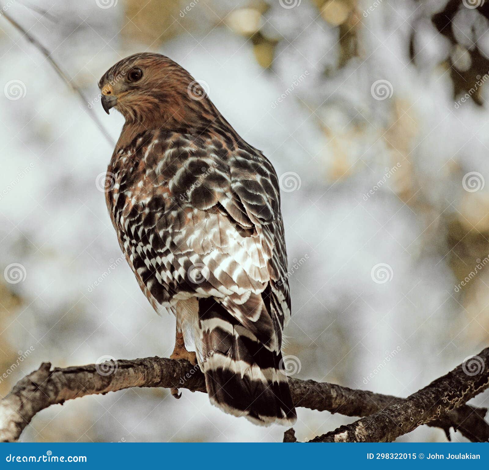 Red Tailed Hawk on Tree Branch Stock Image - Image of keen, north ...