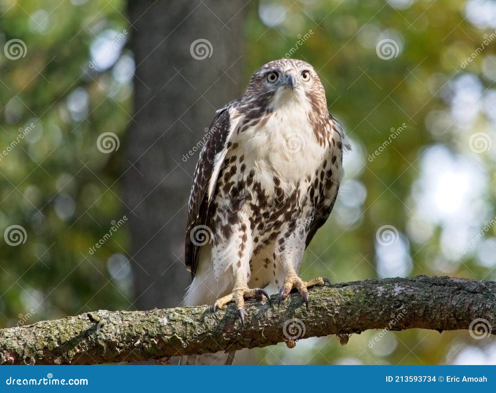 Red-tailed Hawk on a Tree Branch Stock Photo - Image of blur, quail ...