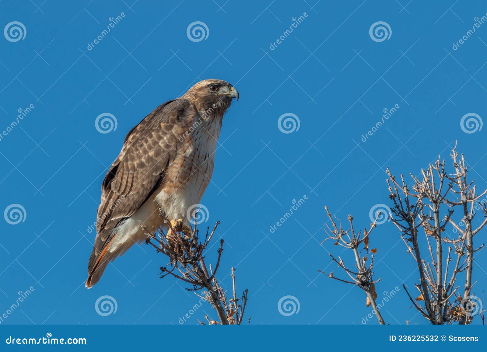 Red Tailed Hawk on a Tree Branch Stock Photo - Image of winter, branch ...