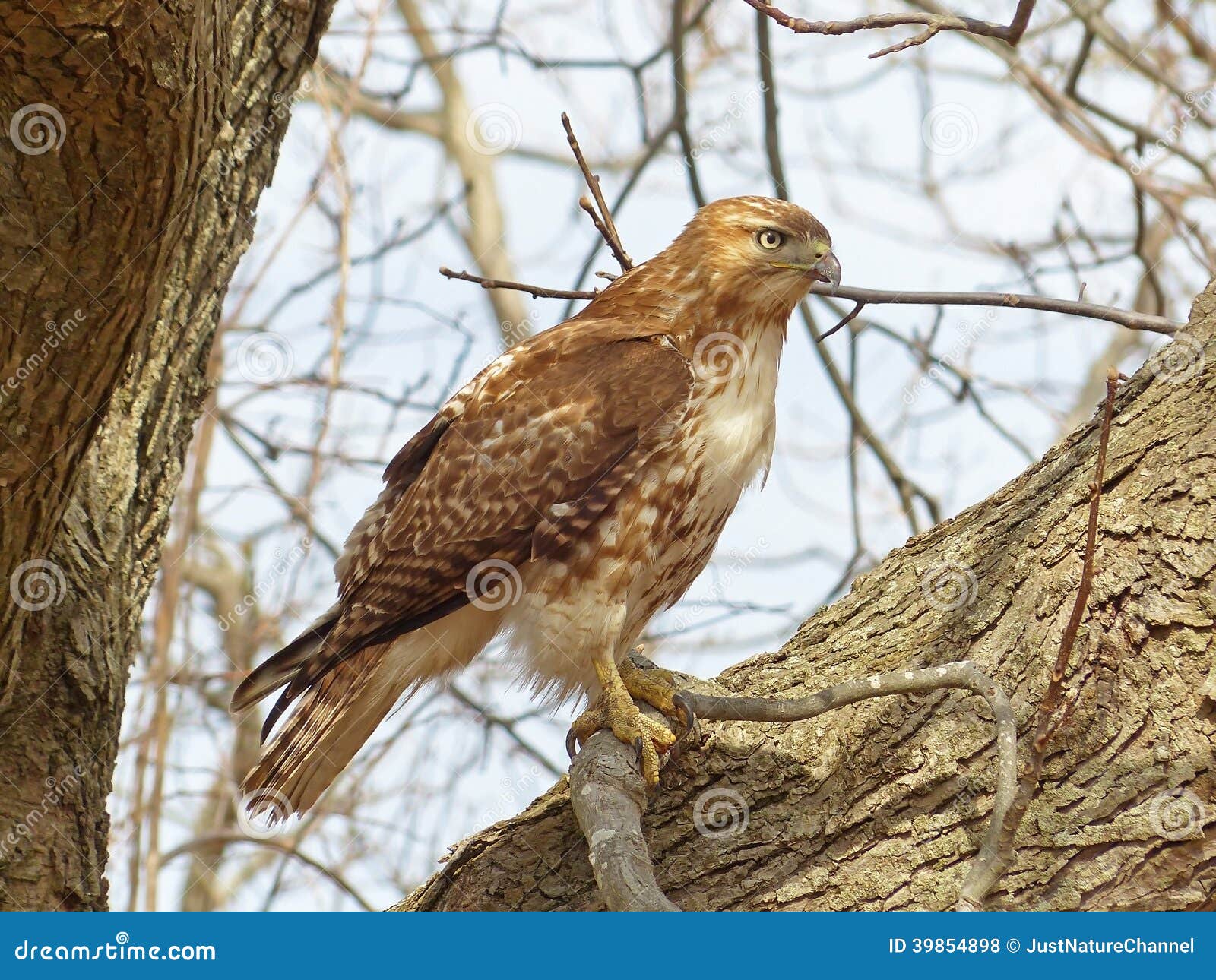 Red-Tailed Hawk in a Tree stock photo. Image of forest - 39854898