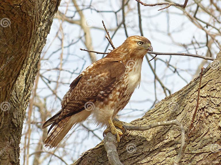 Red-Tailed Hawk in a Tree stock photo. Image of forest - 39854898