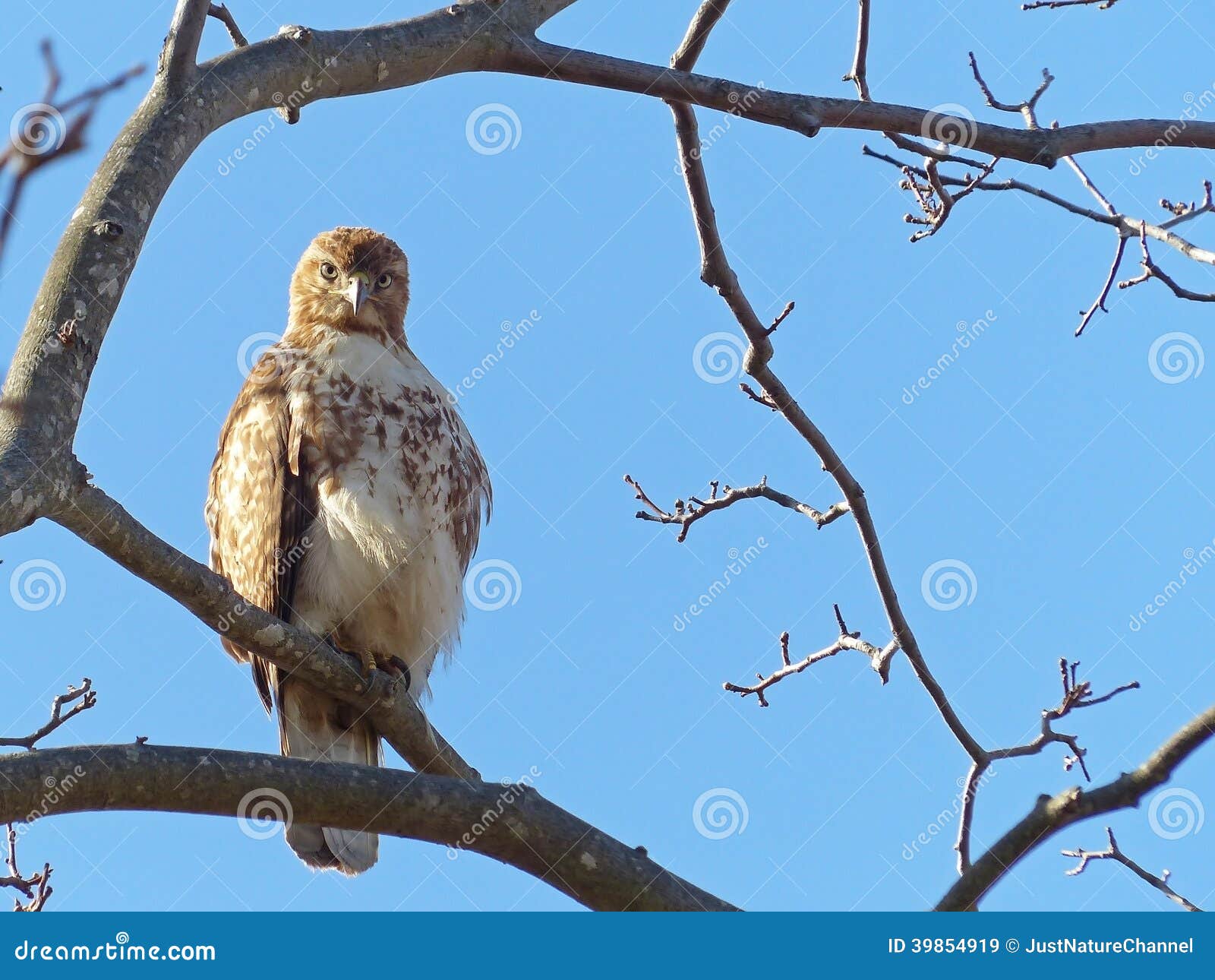 Red-Tailed Hawk in a Tree Looking into the Camera Stock Image - Image ...