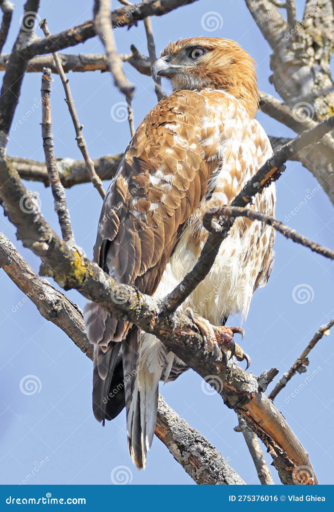 Red Tailed Hawk on a Tree Portrait Stock Photo - Image of perched, hawk ...