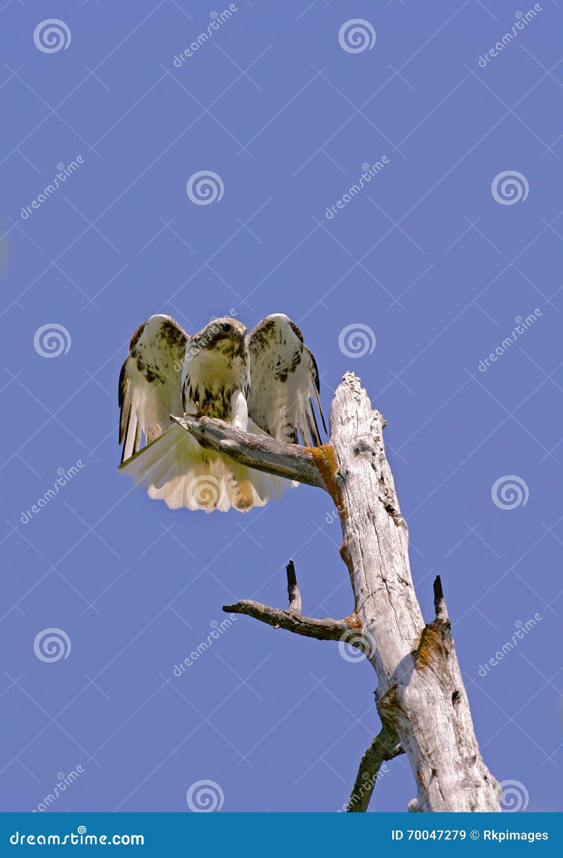 Red-tailed Hawk in Tree Top Stock Image - Image of hawk, wildlife: 70047279