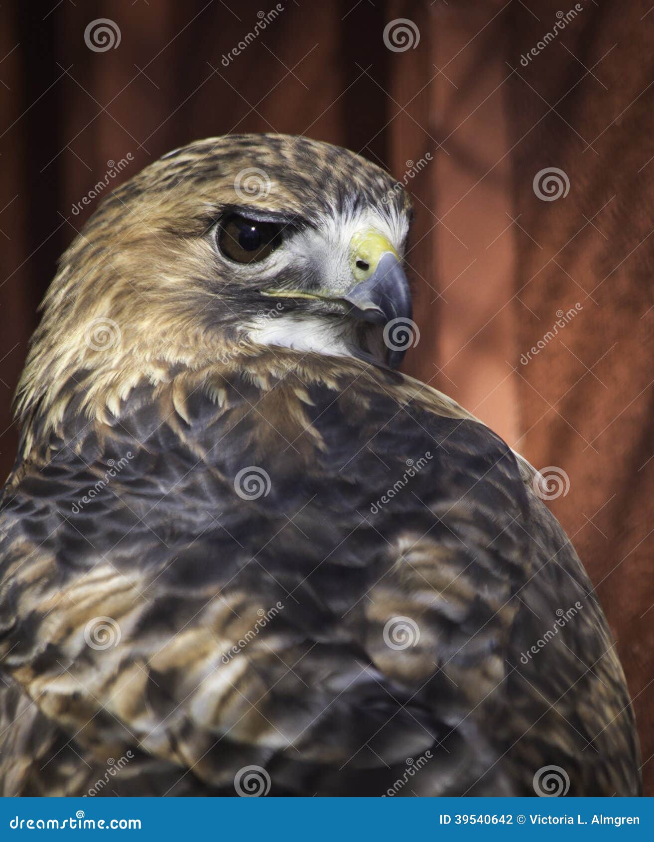 Red-Tailed Hawk stock photo. Image of vision, stare, black - 39540642