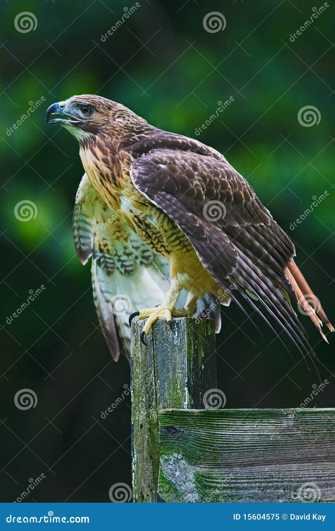 Red-tailed Hawk on watch stock image. Image of wildlife - 15604575