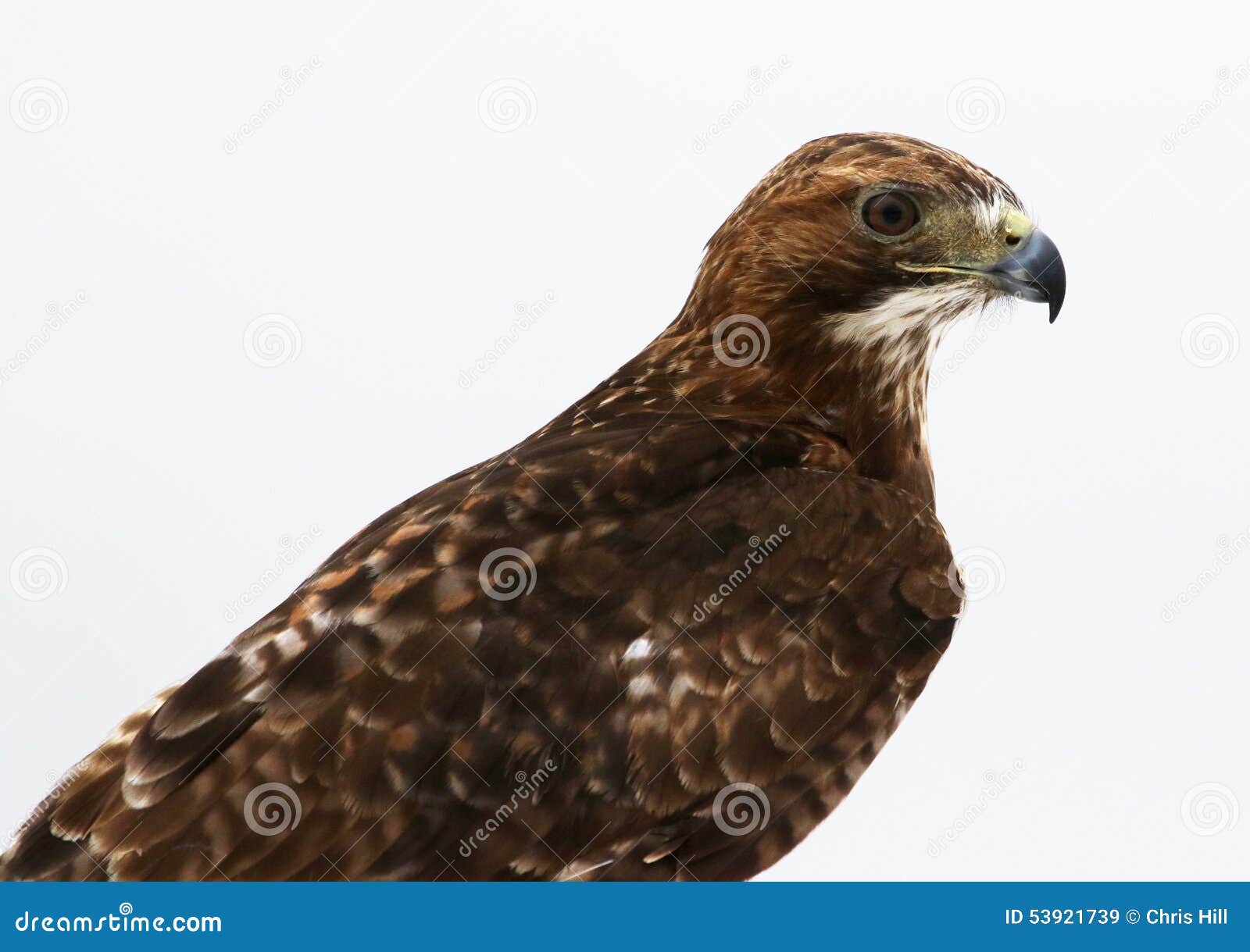 Red-tailed Hawk on White stock image. Image of hawks - 53921739
