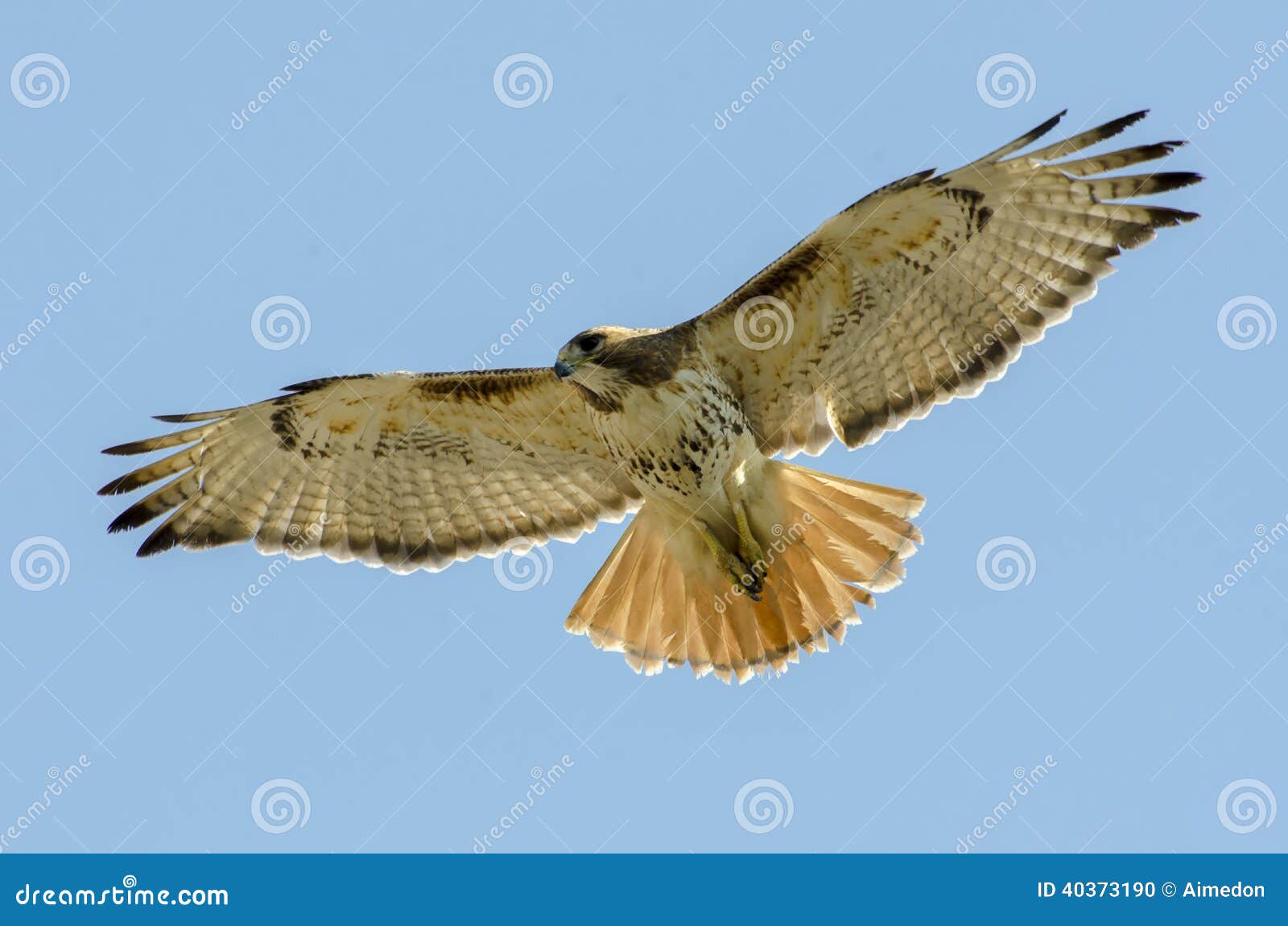 Red Tailed Hawk Wide Open Wings Stock Photo - Image of falconry ...