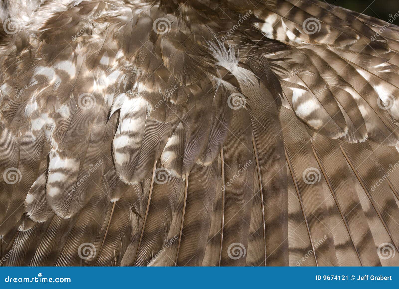 Red tailed Hawk Wing stock image. Image of wildlife, buteo - 9674121