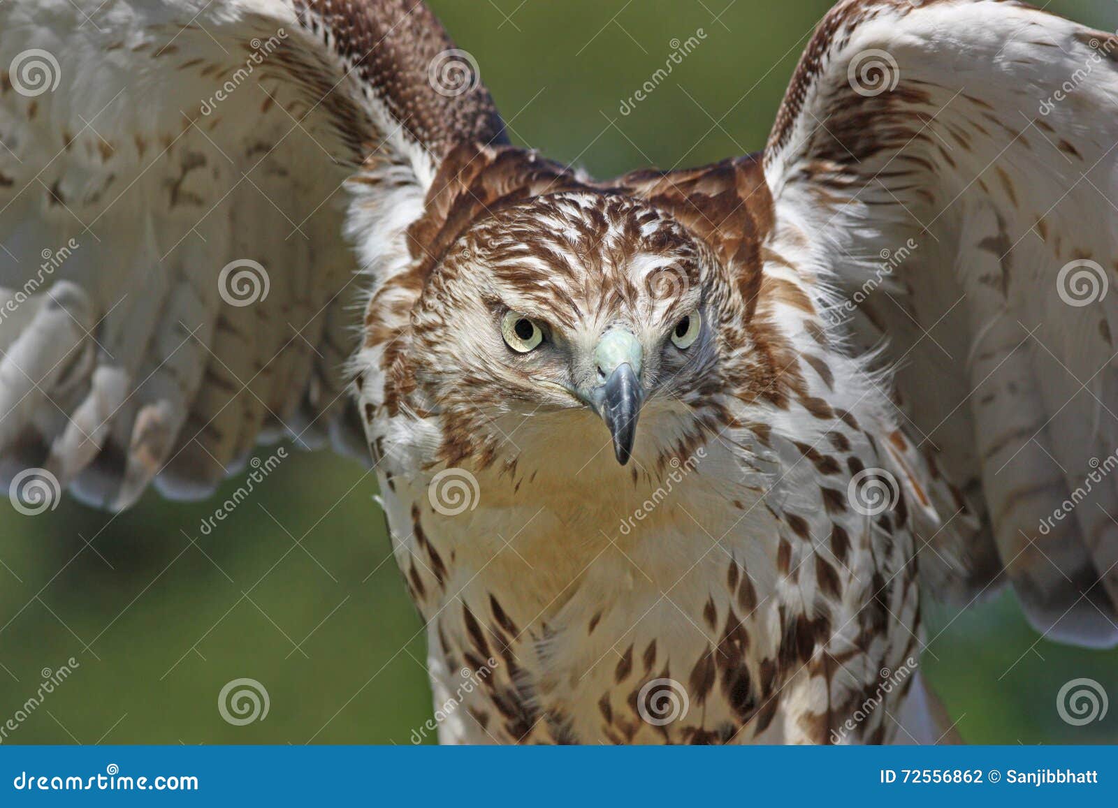 Red-tailed Hawk stock photo. Image of sitting, action - 72556862