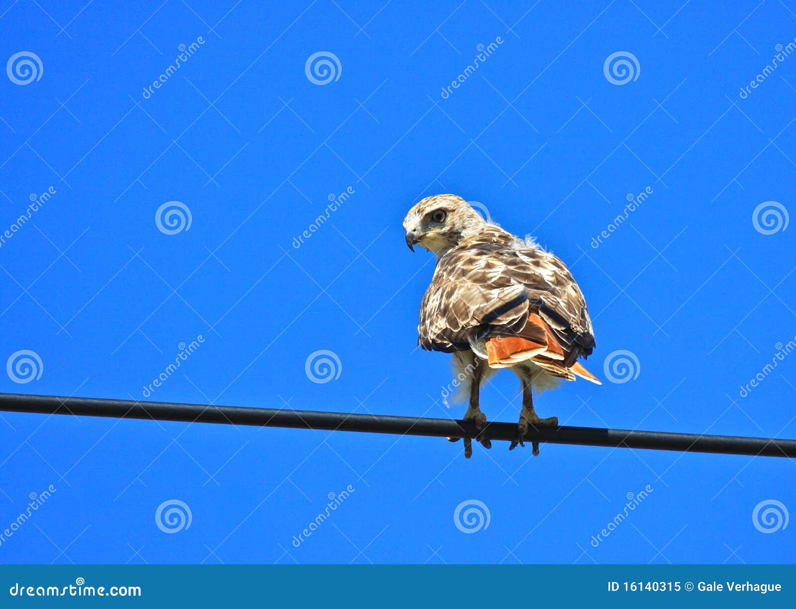 Red-tailed Hawk on a Wire stock image. Image of tailed - 16140315