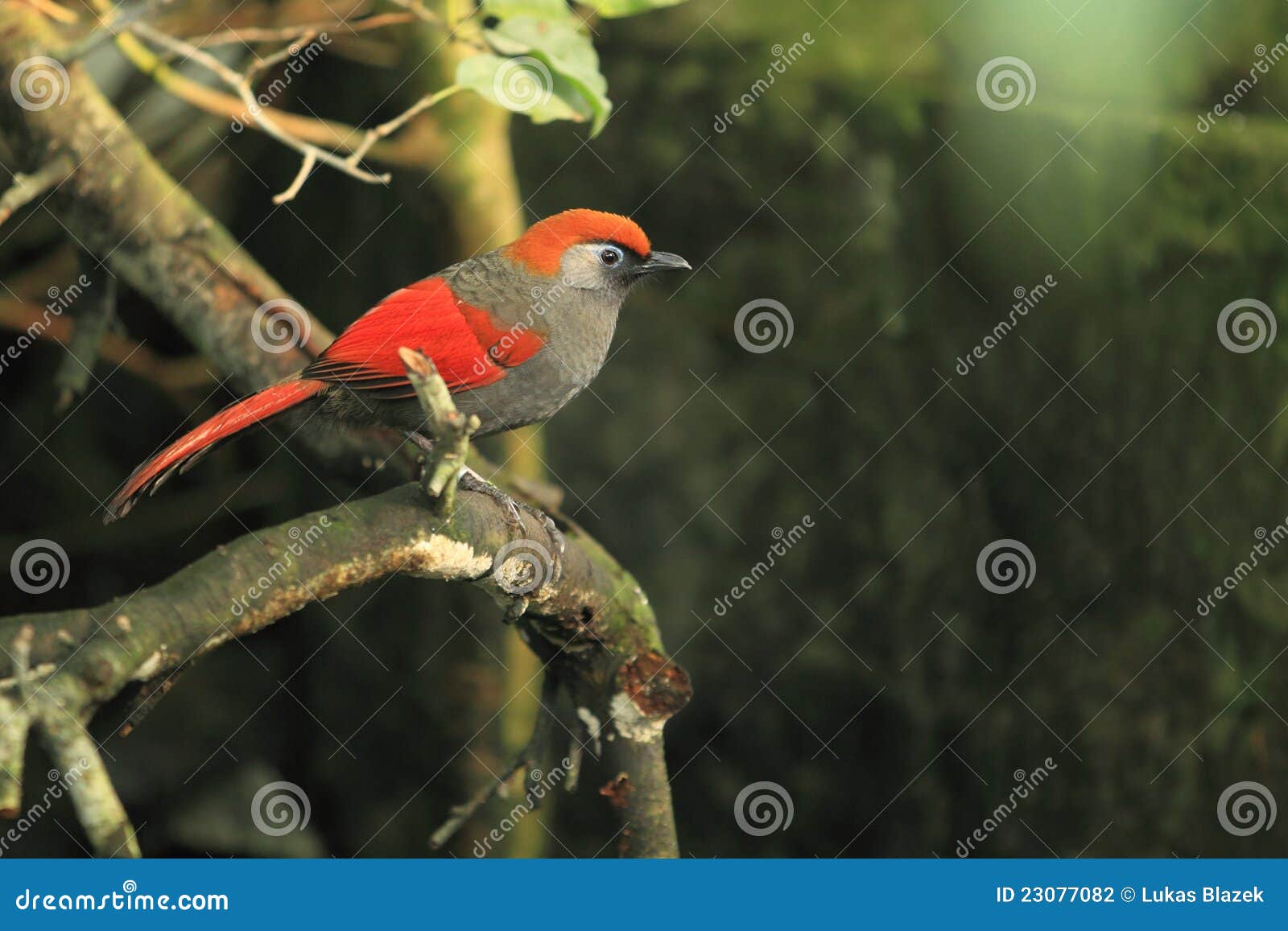 Red-tailed laughingthrush stock photo. Image of tailed - 23077082