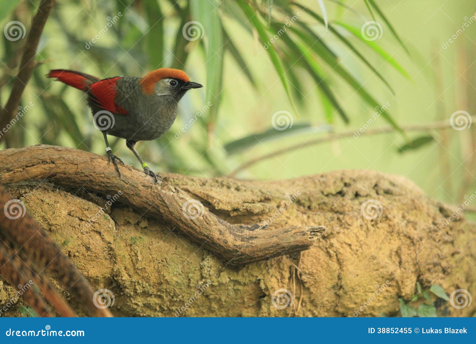 Red-tailed laughingthrush stock image. Image of milnei - 38852455