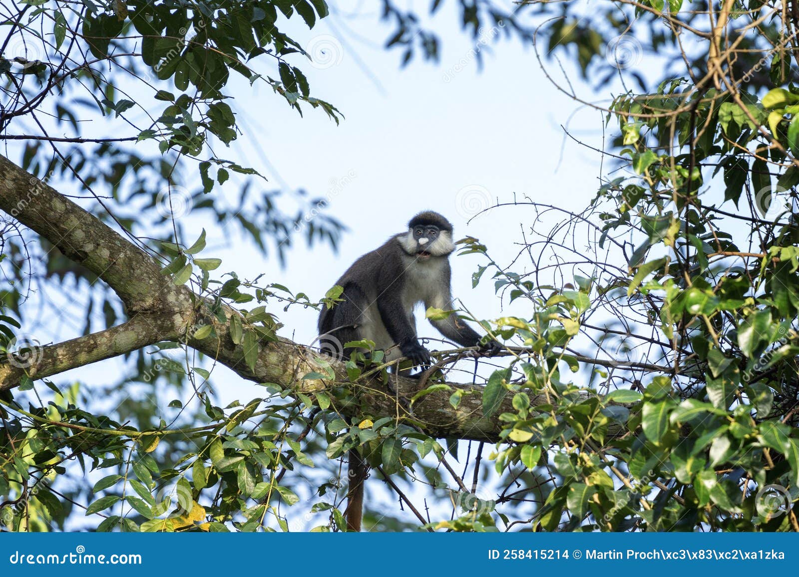 Red Tailed Monkey, Cercopithecus Ascanius, Black Cheeked White Nosed ...