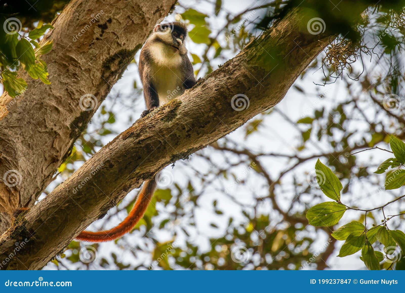Red-tailed Monkey Cercopithecus Ascanius, Kibale Forest National Park ...