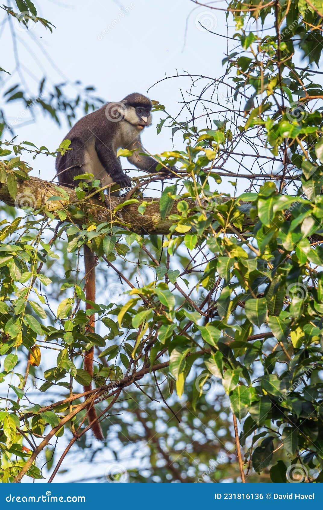 Red-tailed Monkey - Cercopithecus Ascanius Stock Photo - Image of ...