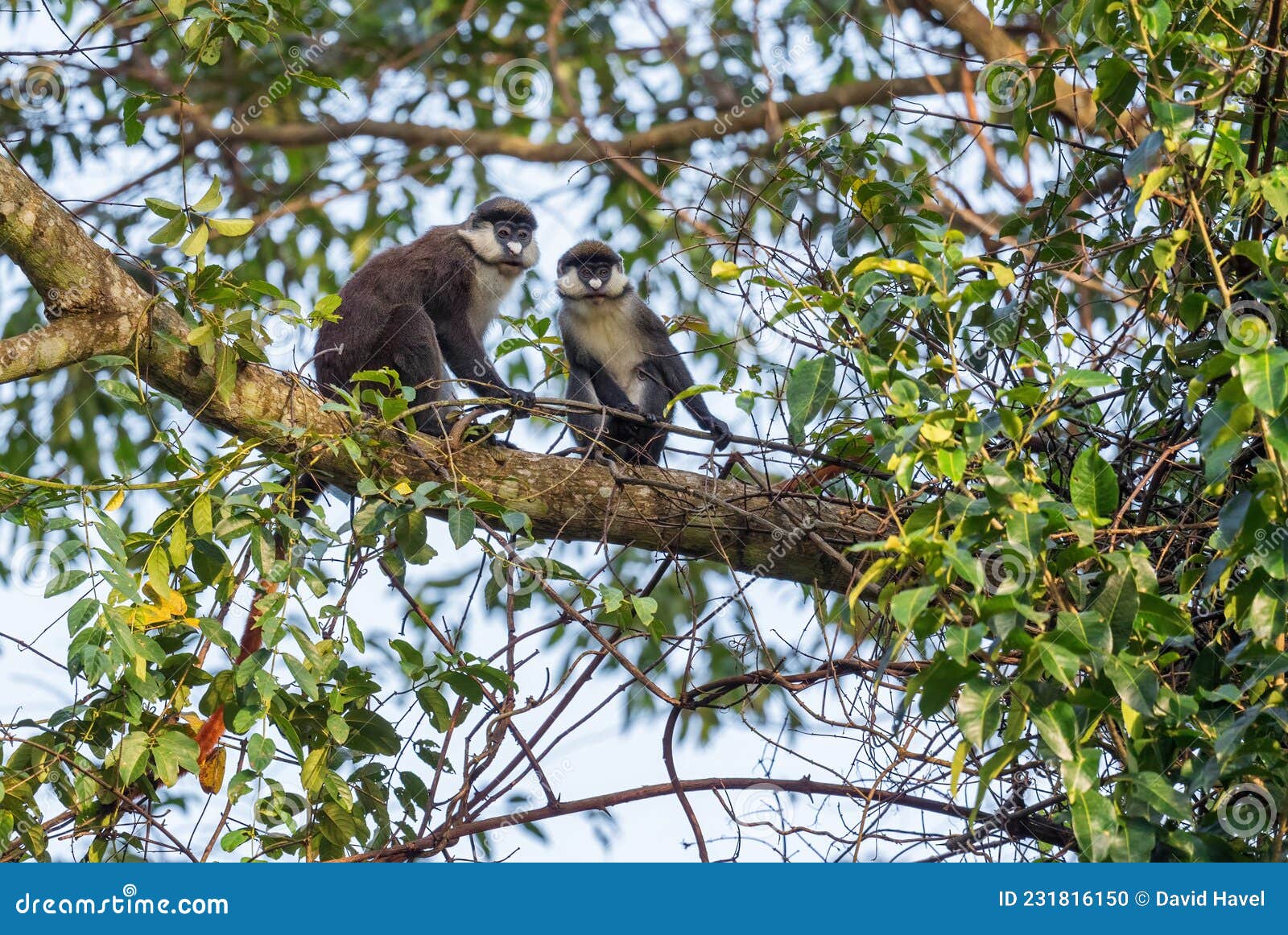 Red-tailed Monkey - Cercopithecus Ascanius Stock Photo - Image of ...