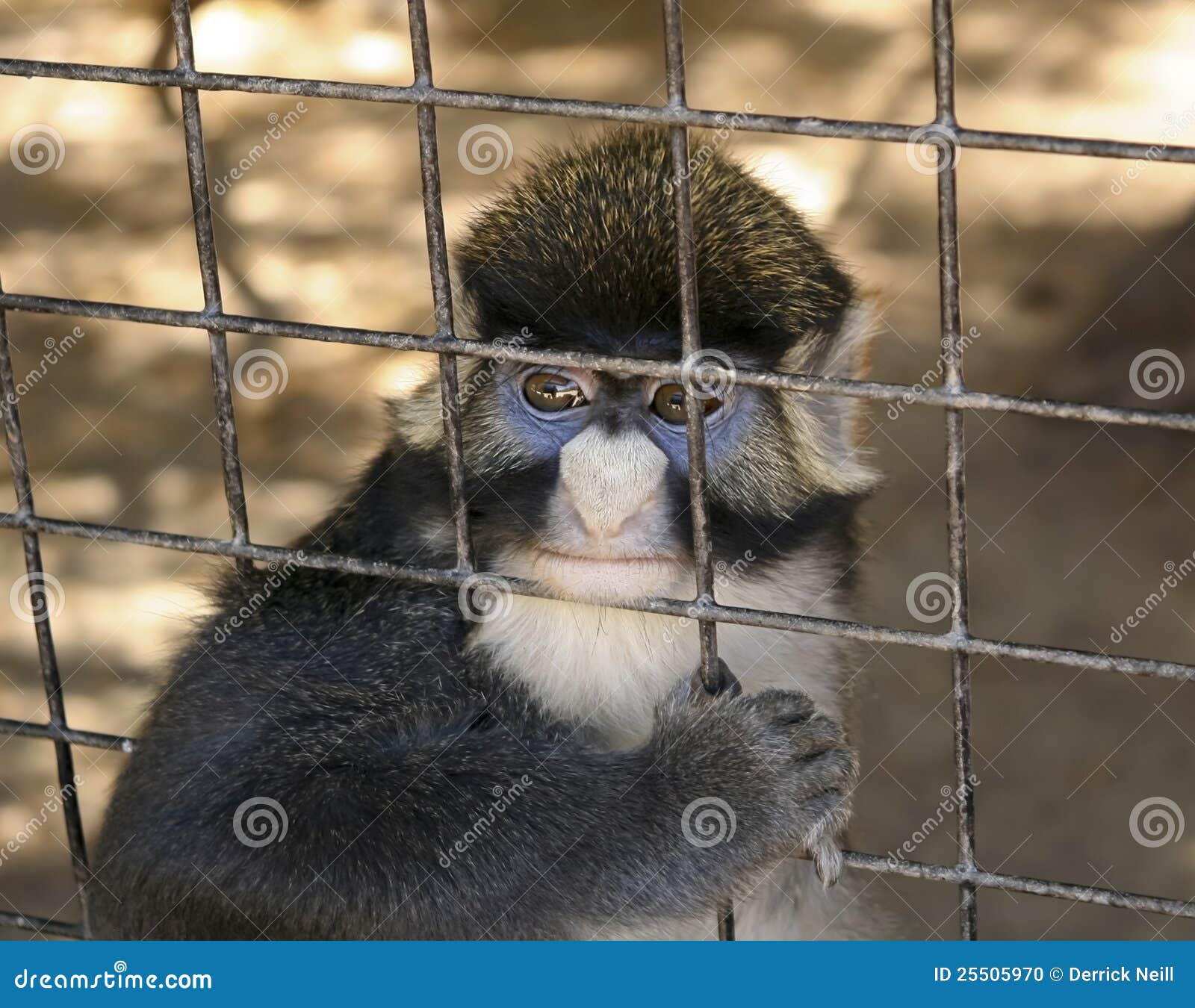 A Red-tailed Monkey Gazes Out from Its Cage Stock Photo - Image of ...