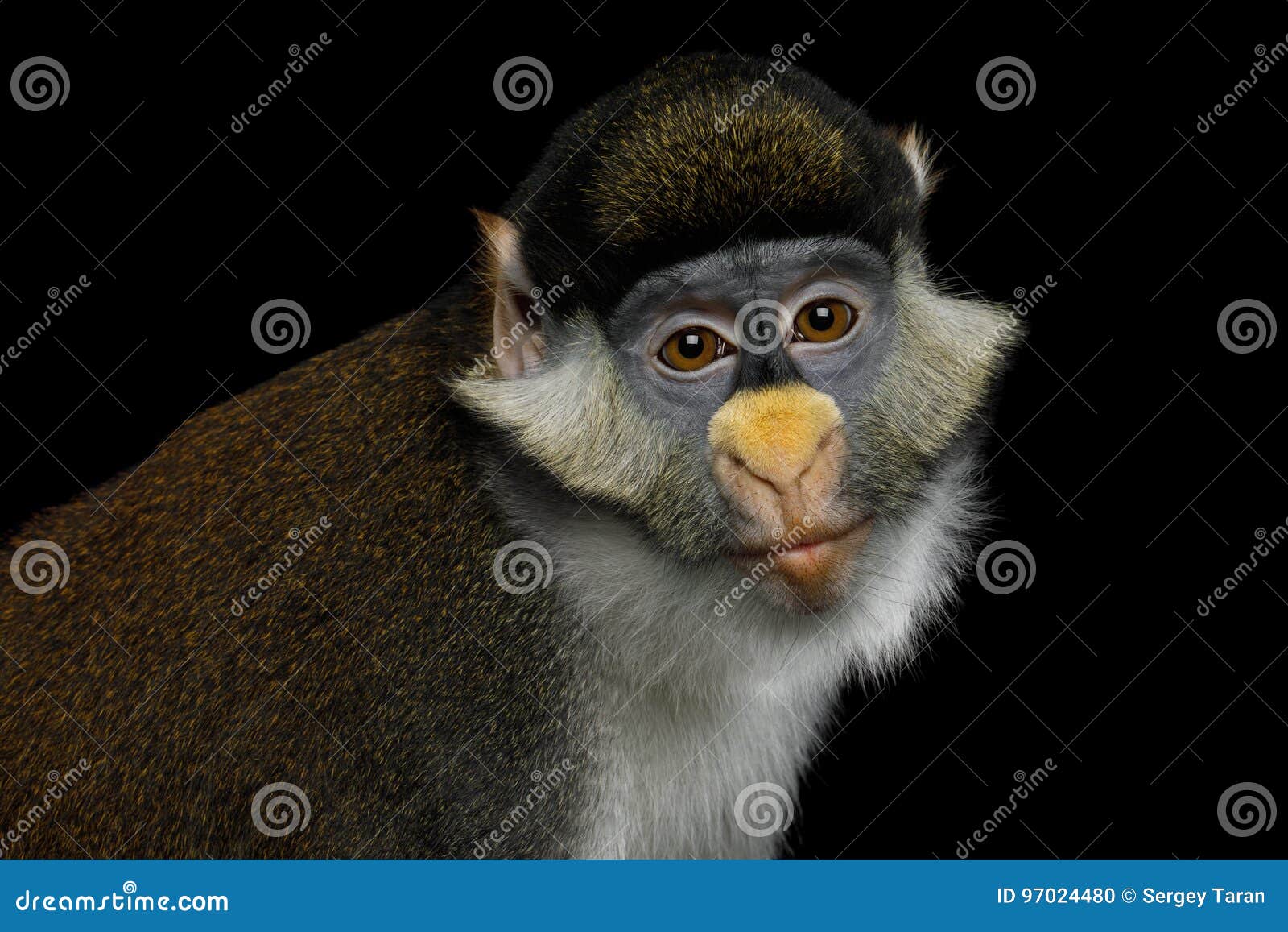 Schmidts Red-Tailed Guenon Eating Stock Image | CartoonDealer.com #75059863
