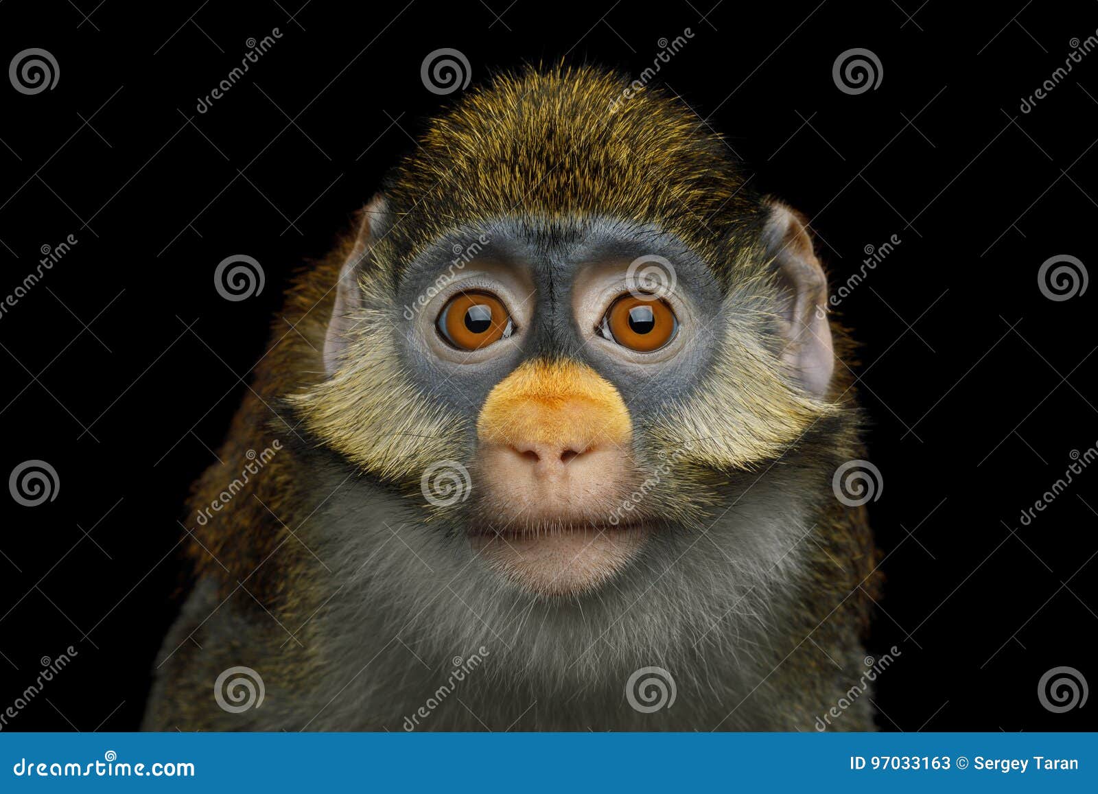 Red-tailed Monkey stock image. Image of cheeked, full - 97033163