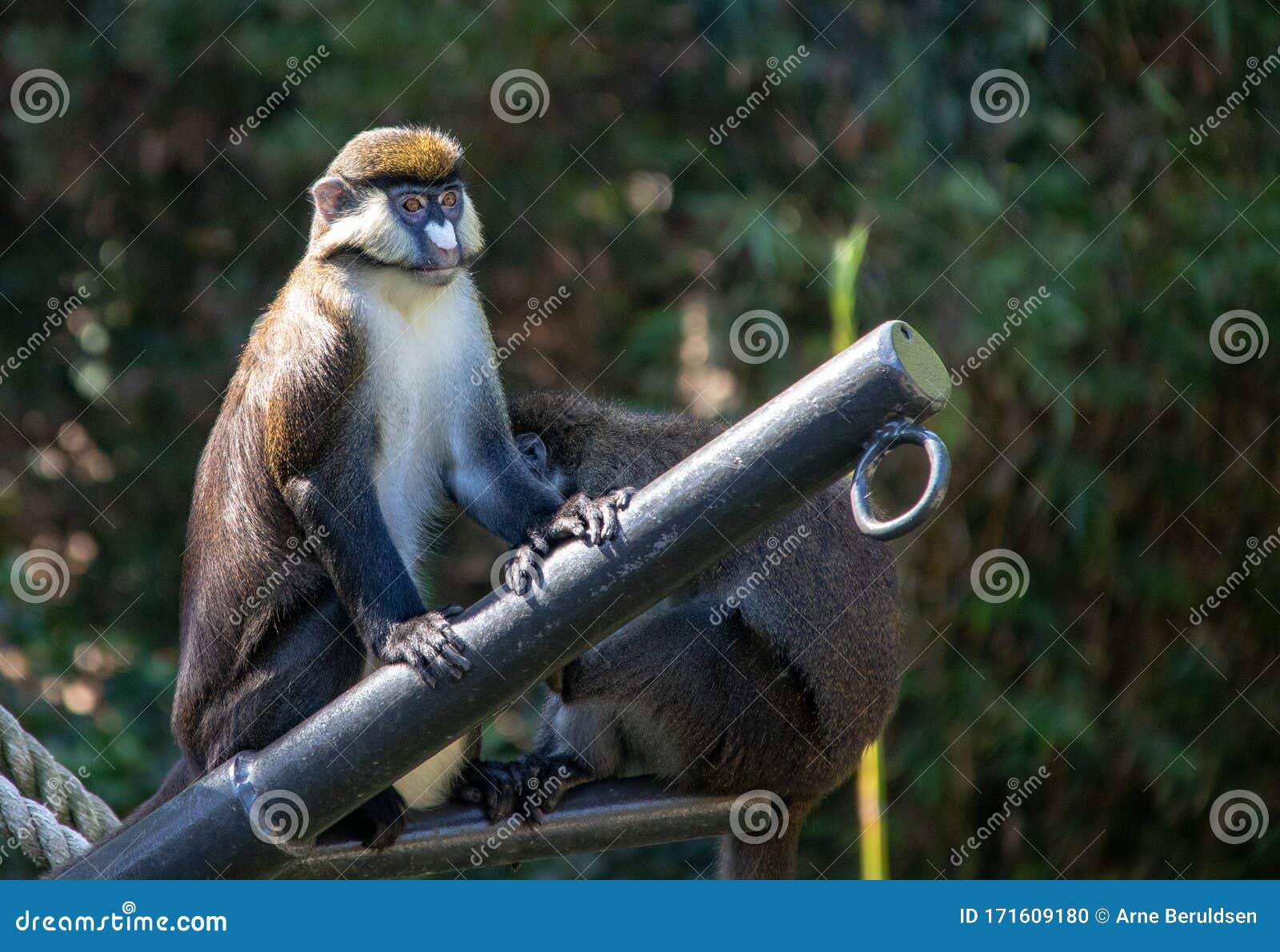 A Red Tailed Monkey editorial image. Image of holding - 171609180