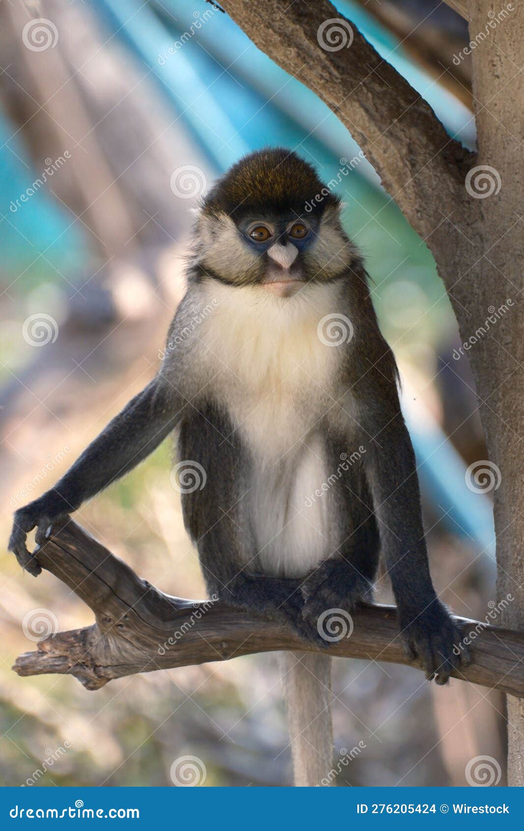 Red-tailed Monkey on a Wooden Branch of a Tree Stock Photo - Image of ...