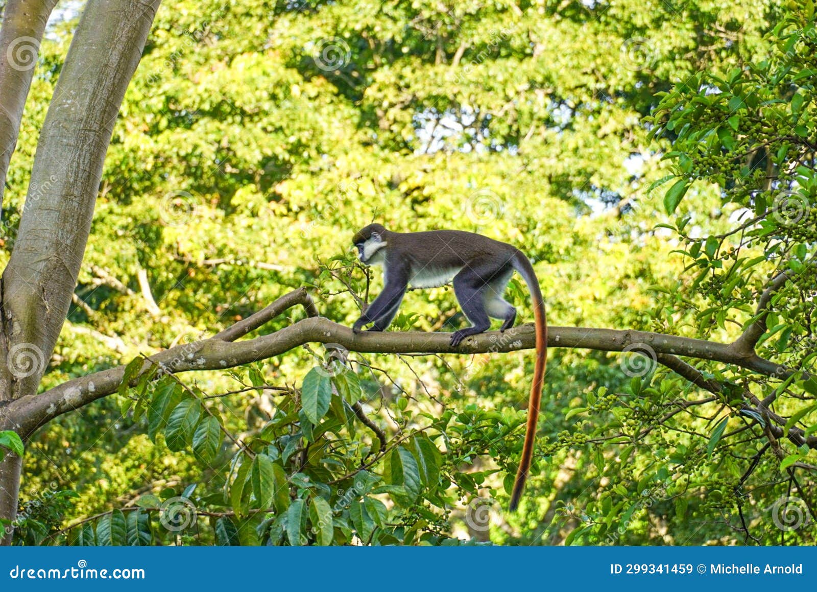 Red Tailed Monkeys in a Tree in Uganda Stock Image - Image of limb ...