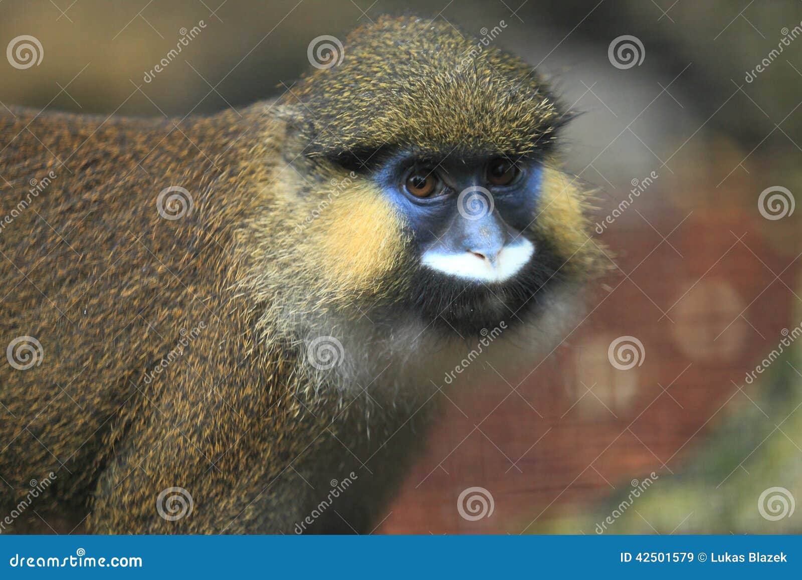 Red-tailed Moustached Monkey Stock Image - Image of upper, mammal: 42501579